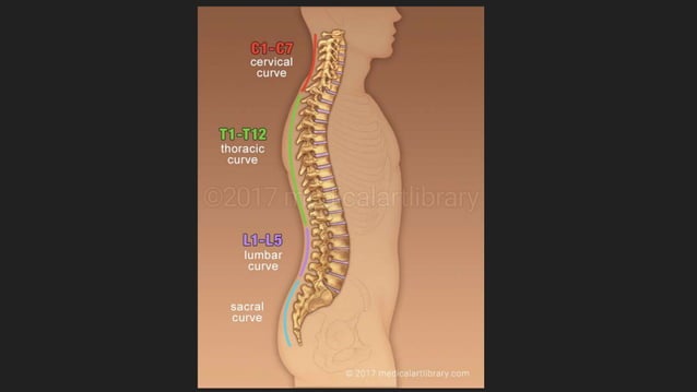 Radiographic anatomy of vertebral column | PPTX