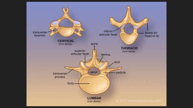 Radiographic anatomy of vertebral column | PPTX