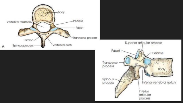 Radiographic anatomy of vertebral column | PPTX