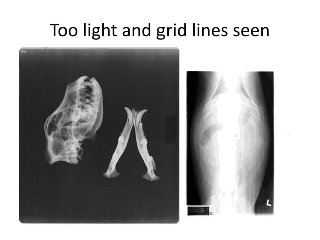 Radiographic Artifacts In Animals By Dr.Amandeep GADVASU | PPTX