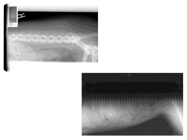 Radiographic Artifacts In Animals By Dr.Amandeep GADVASU | PPTX