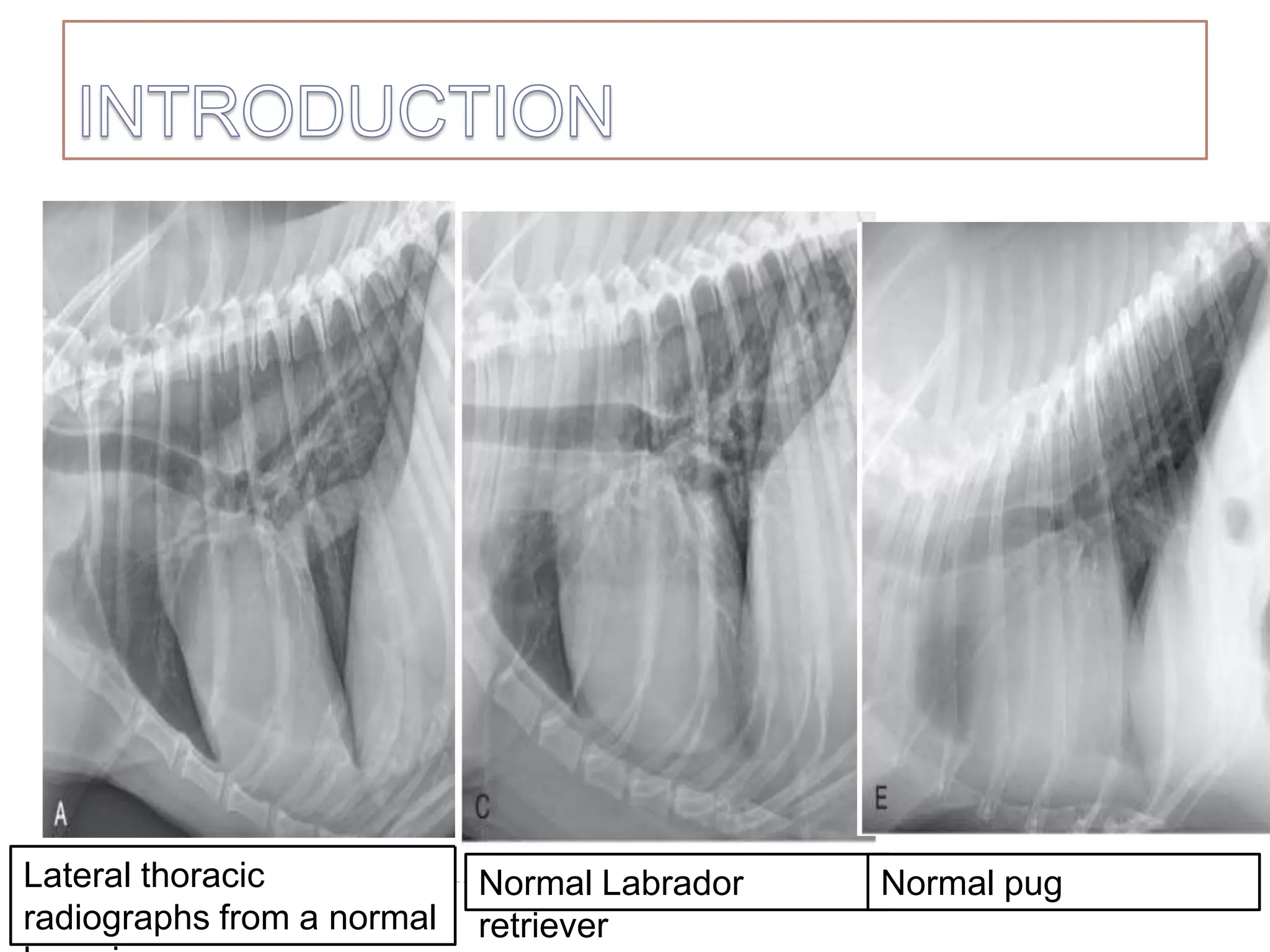 Radiographic Examination of Cardiovascular System | PPTX