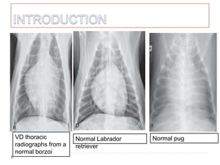 Radiographic Examination of Cardiovascular System | PPTX