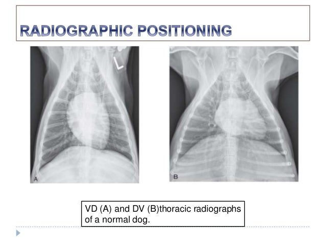 Radiographic Examination of Cardiovascular System