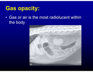 Radiographic interpretation.pdf | Medical Tests | Medical Health