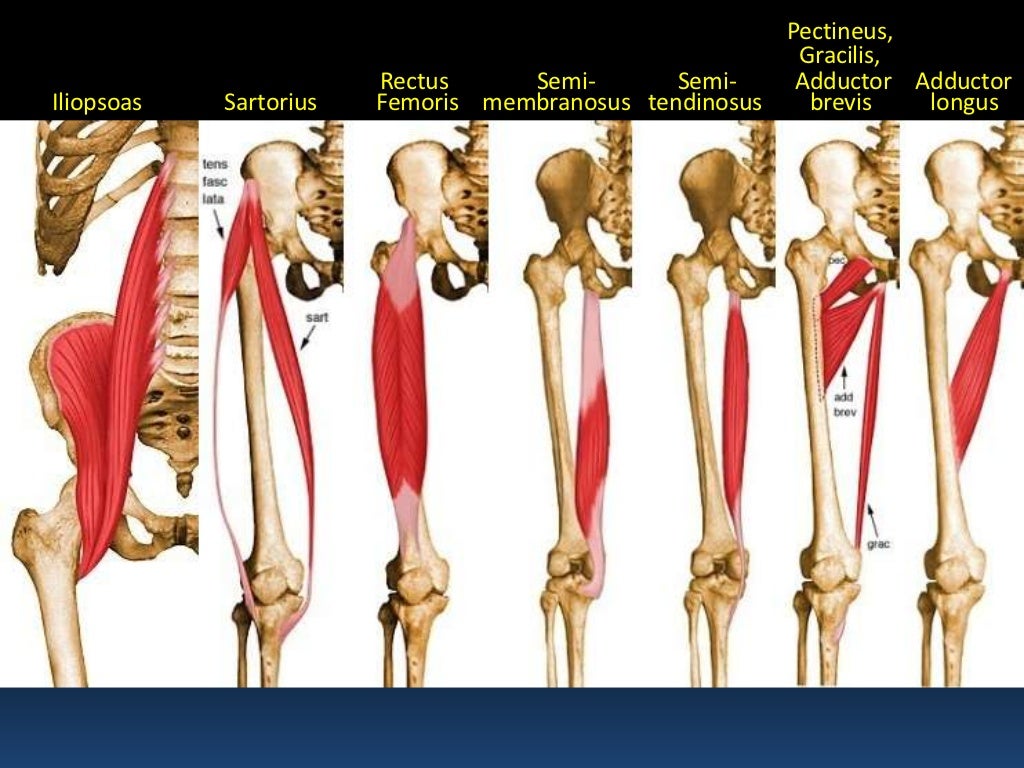 Radiographic MSK Anatomy