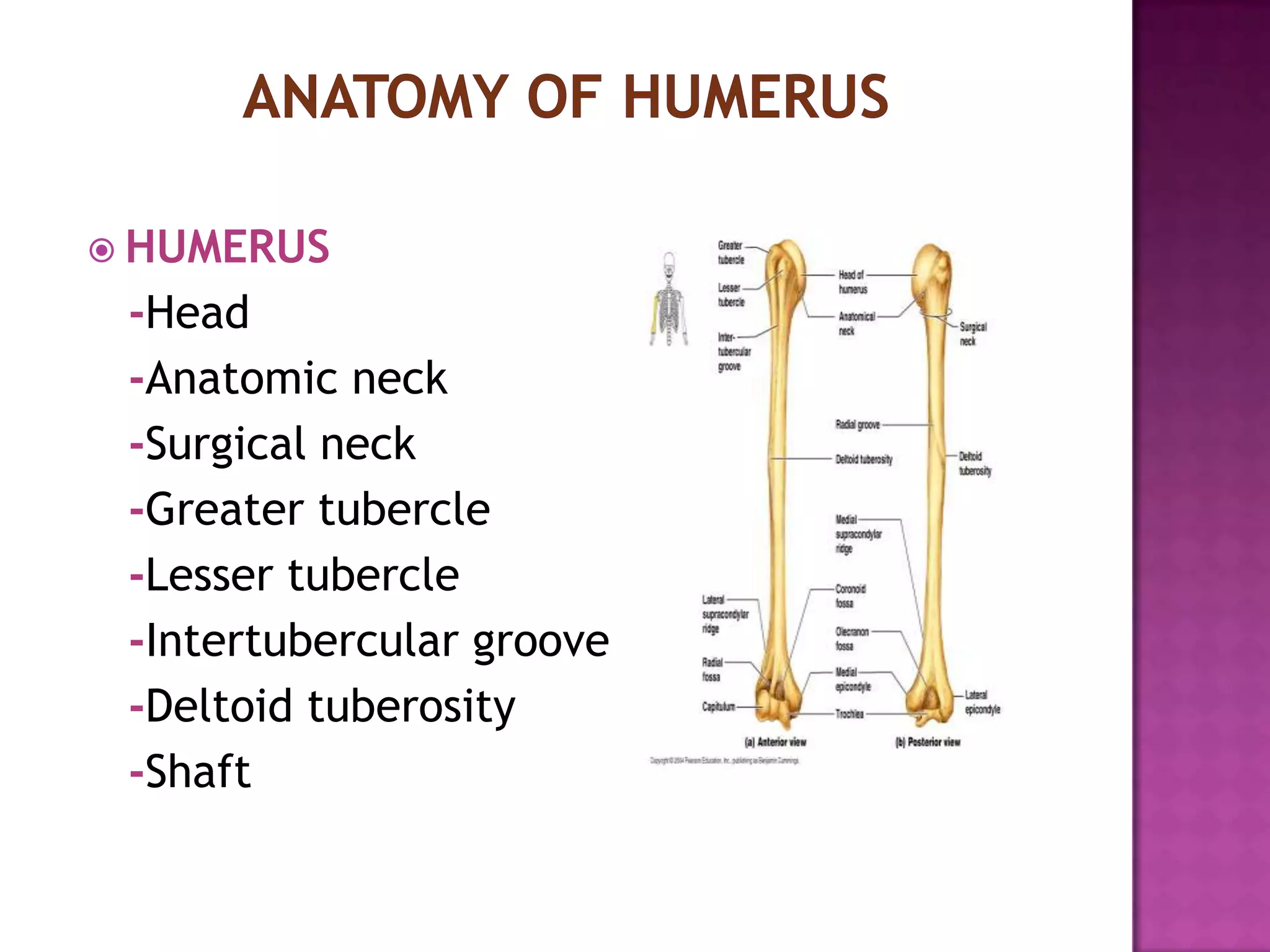 Radiographic positioning of humerus and shoulder | PPTX