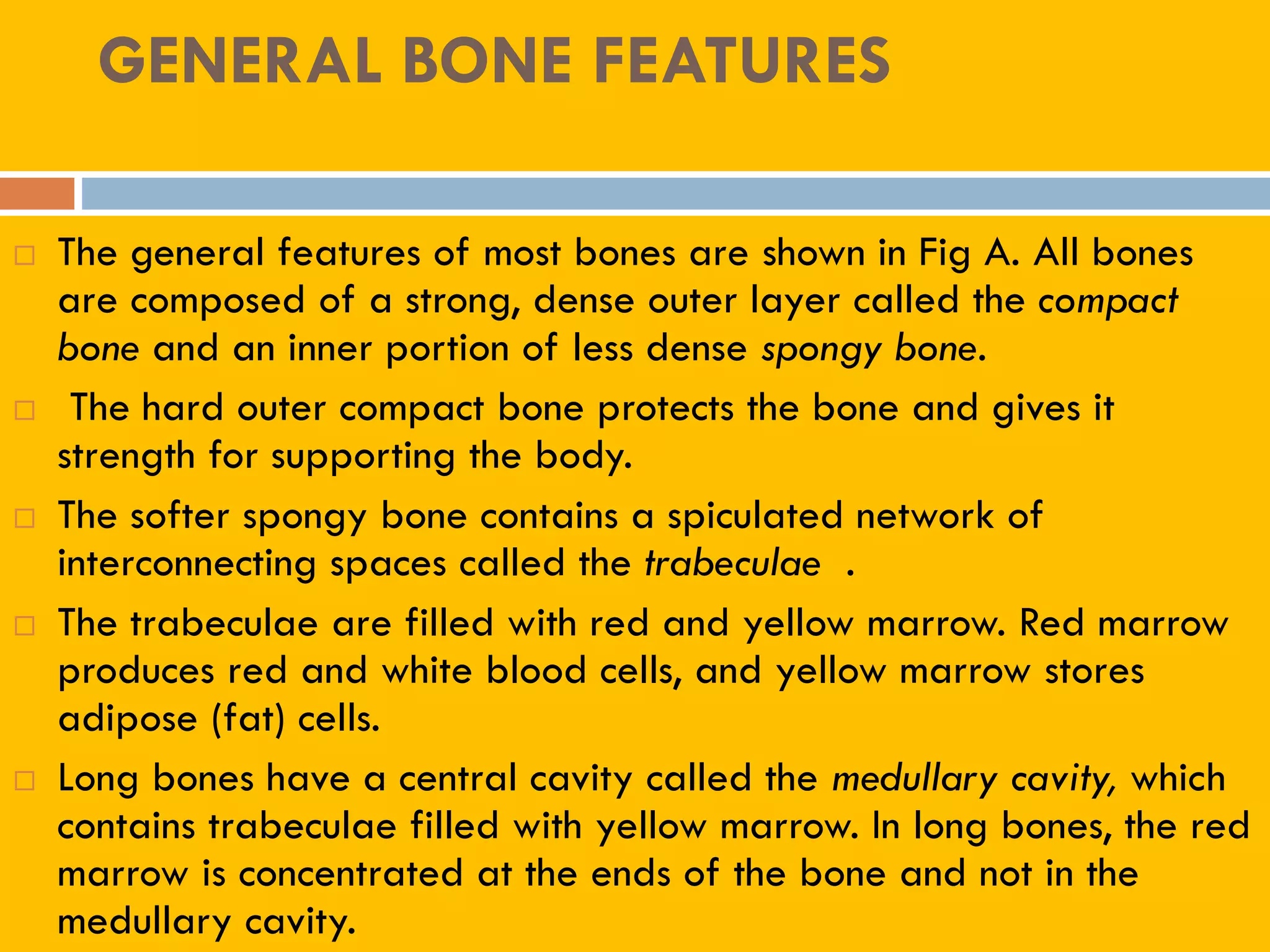 Radiographic positioning terminology By A.H Nelson Medical Physicist | PDF
