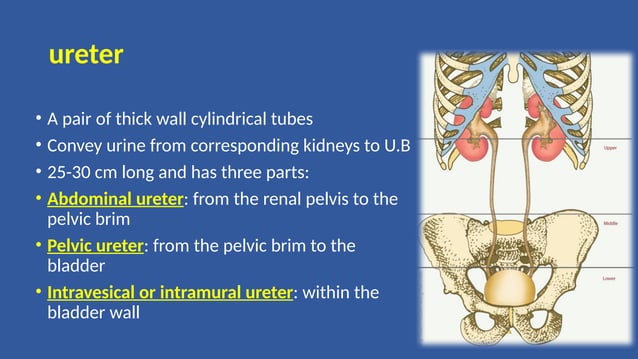 RADIOGRAPHIC PROCEDURE IVU.pptx......... | PPTX