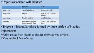 Radiographic Procedure (RGU & MCUG) - Saroj.pptx