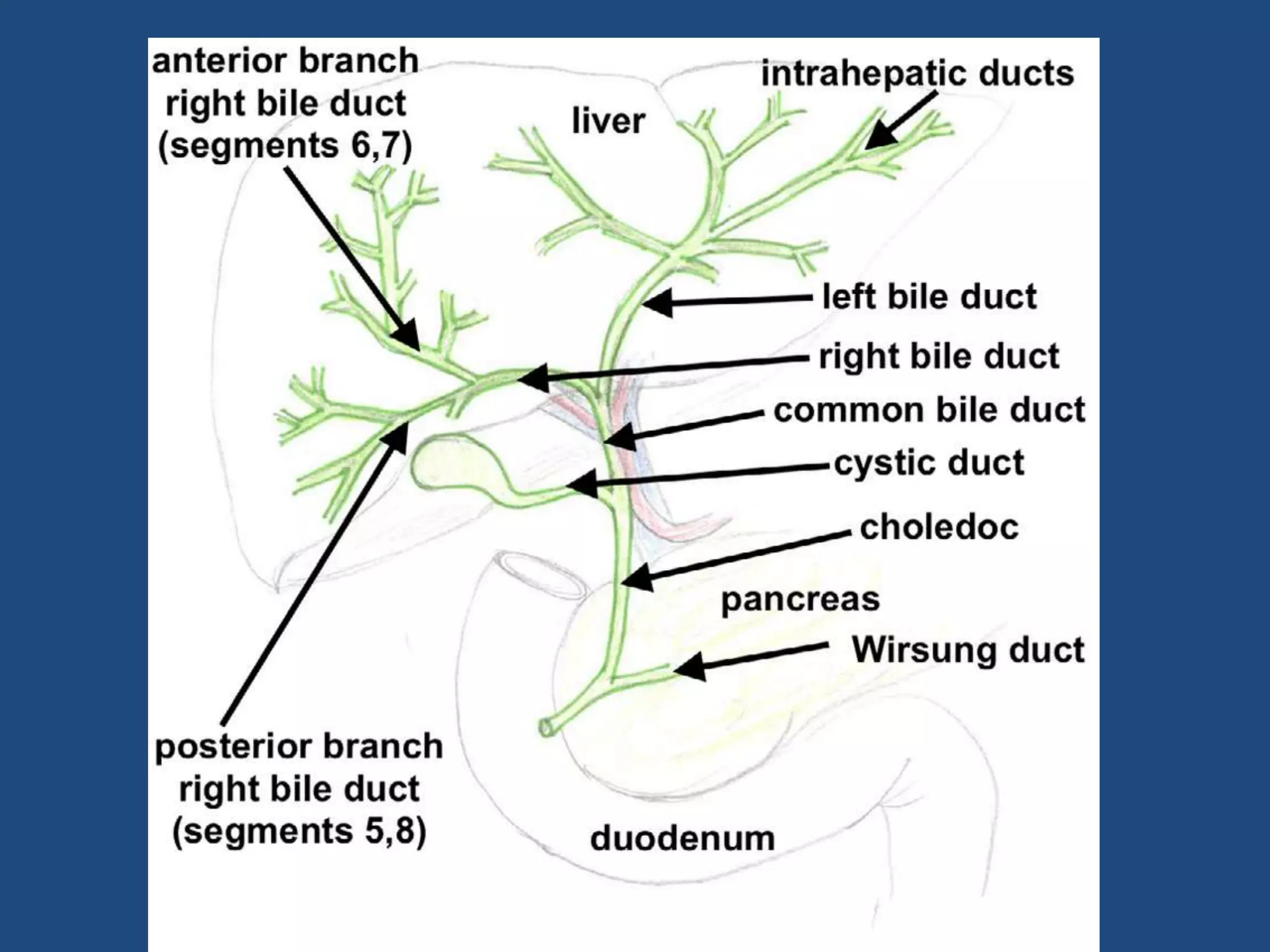 Radiographic technique of biliary system | PPTX