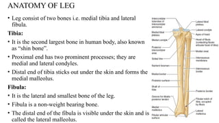 RADIOGRAPHIC TECHNIQUE OF LEG, KNEE JOINT AND FEMUR.pptx