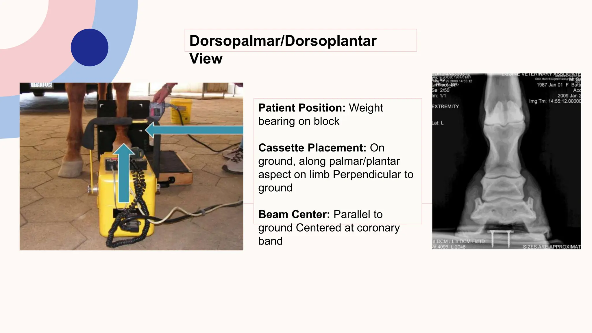 Radiographic Technique – positioning of large animal hind 2.pptx