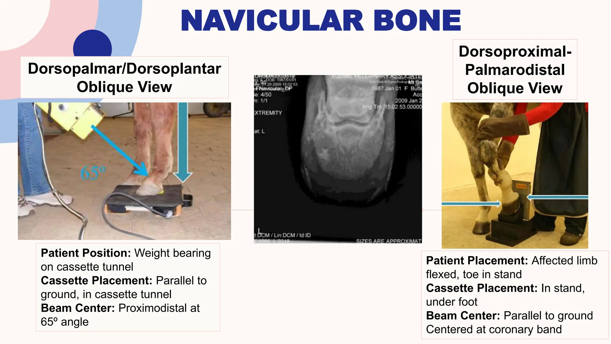 Radiographic Technique – positioning of large animal hind 2.pptx