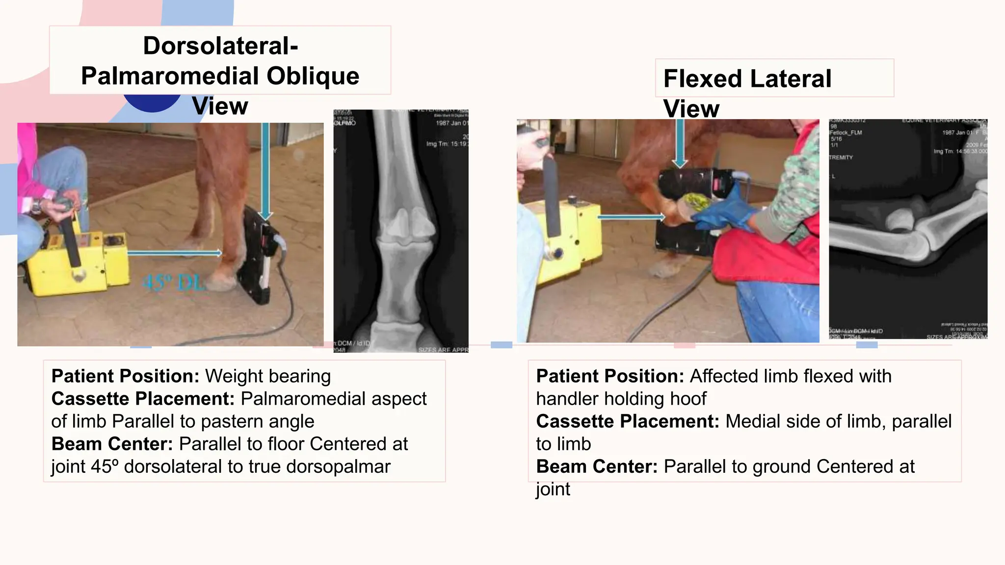 Radiographic Technique – positioning of large animal hind 2.pptx