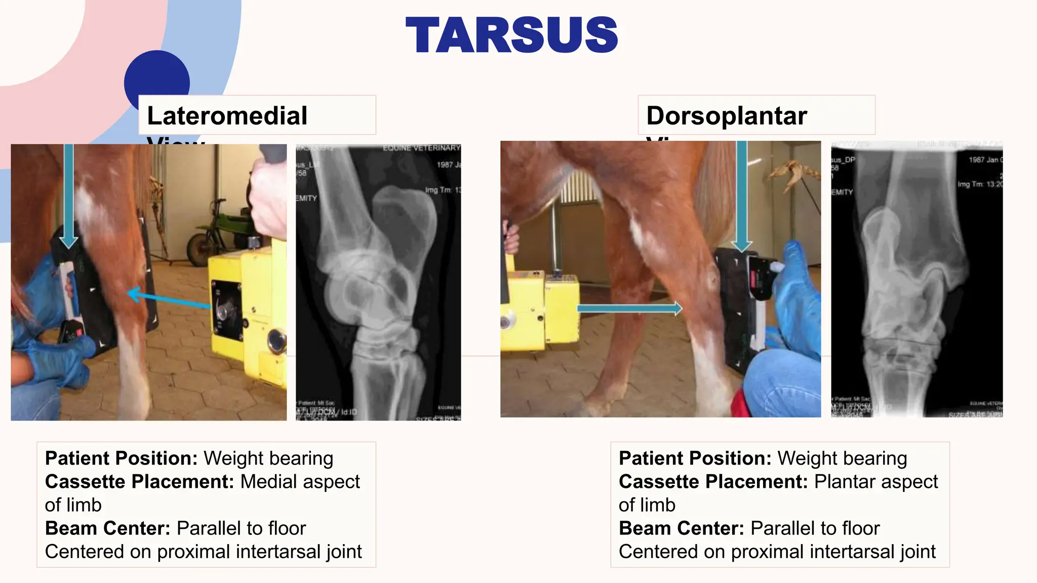 Radiographic Technique – positioning of large animal hind 2.pptx