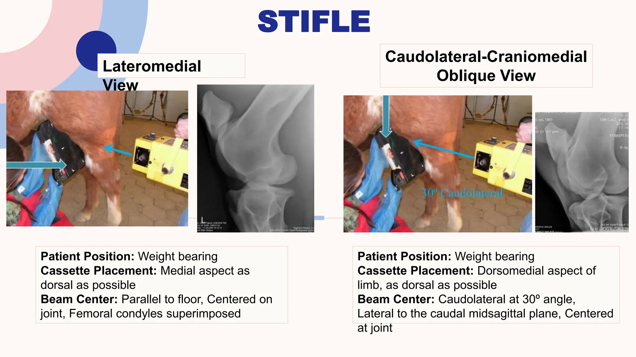 Radiographic Technique – positioning of large animal hind 2.pptx