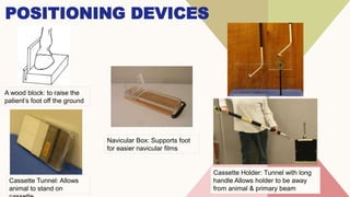 Radiographic Technique – positioning of large animal hind 2.pptx