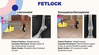 Radiographic Technique – positioning of large animal hind 2.pptx