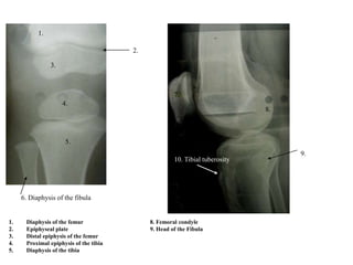 Radiographic views.ppt