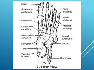 Comprehensive Radiographic Views of the Ankle Joint: Mortise and Stress ...