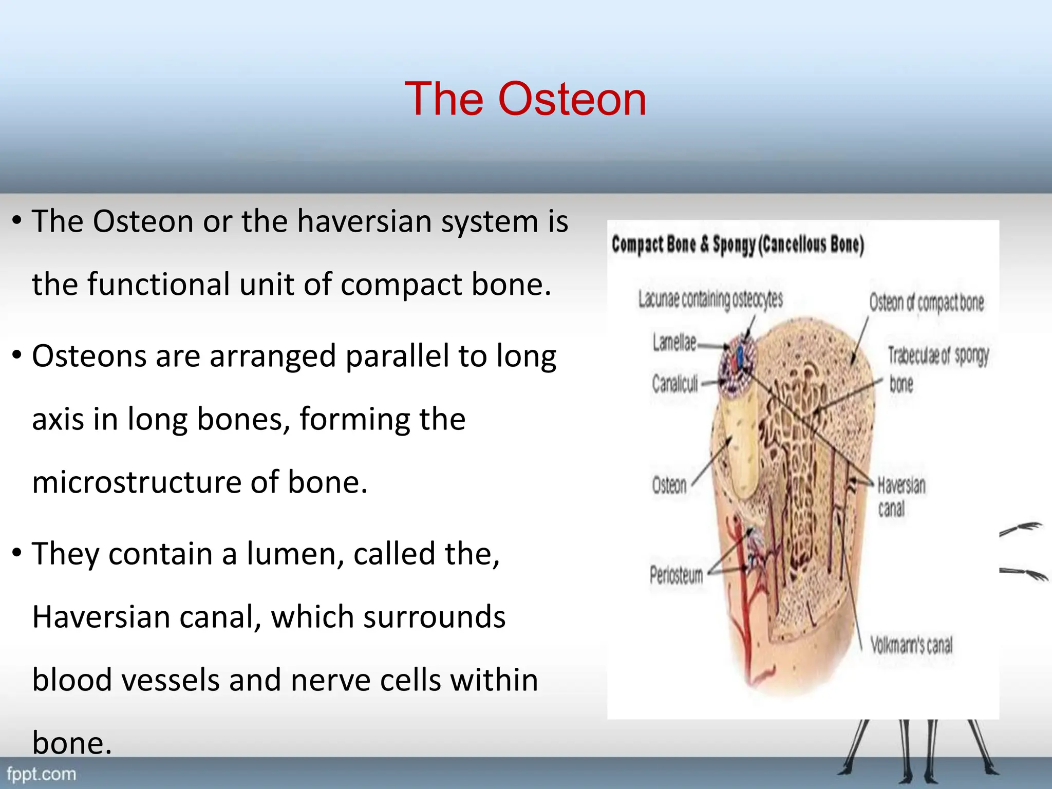 Radiograph of Skeletal System.pptmmmmmmmm | PPT
