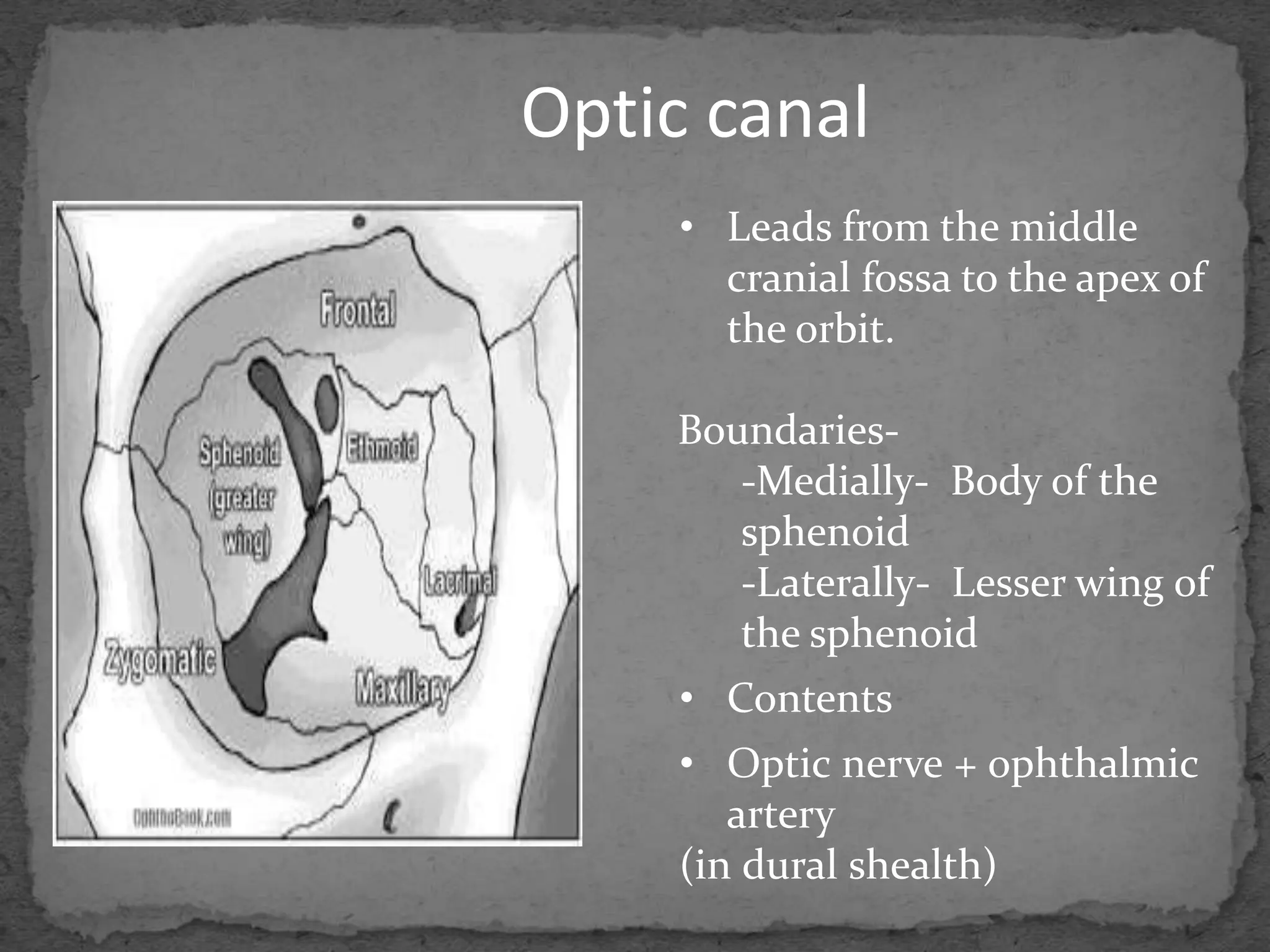 Radiography and Anatomy of orbit | PPTX