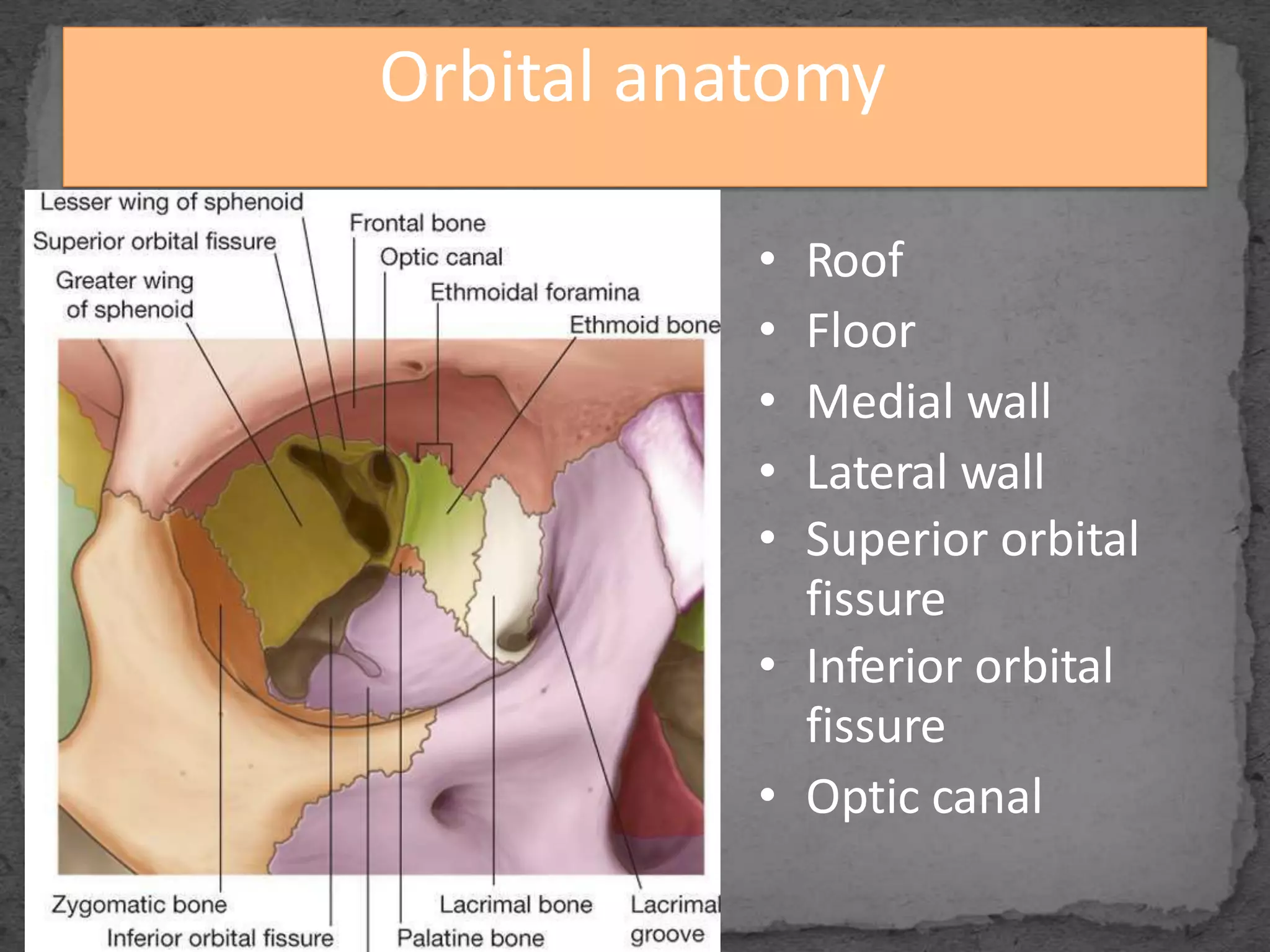 Radiography and Anatomy of orbit | PPTX