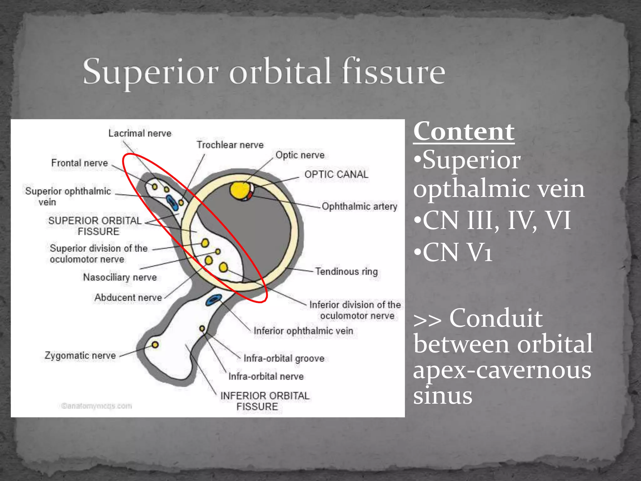 Radiography and Anatomy of orbit | PPTX