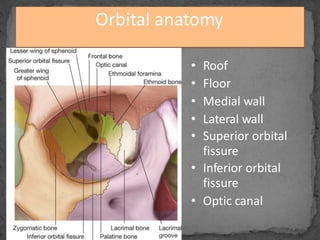 The Orbit Anatomy