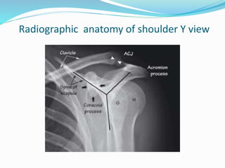 Shoulder X Ray Positions