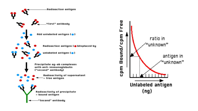 Radio immuno assay | PPT