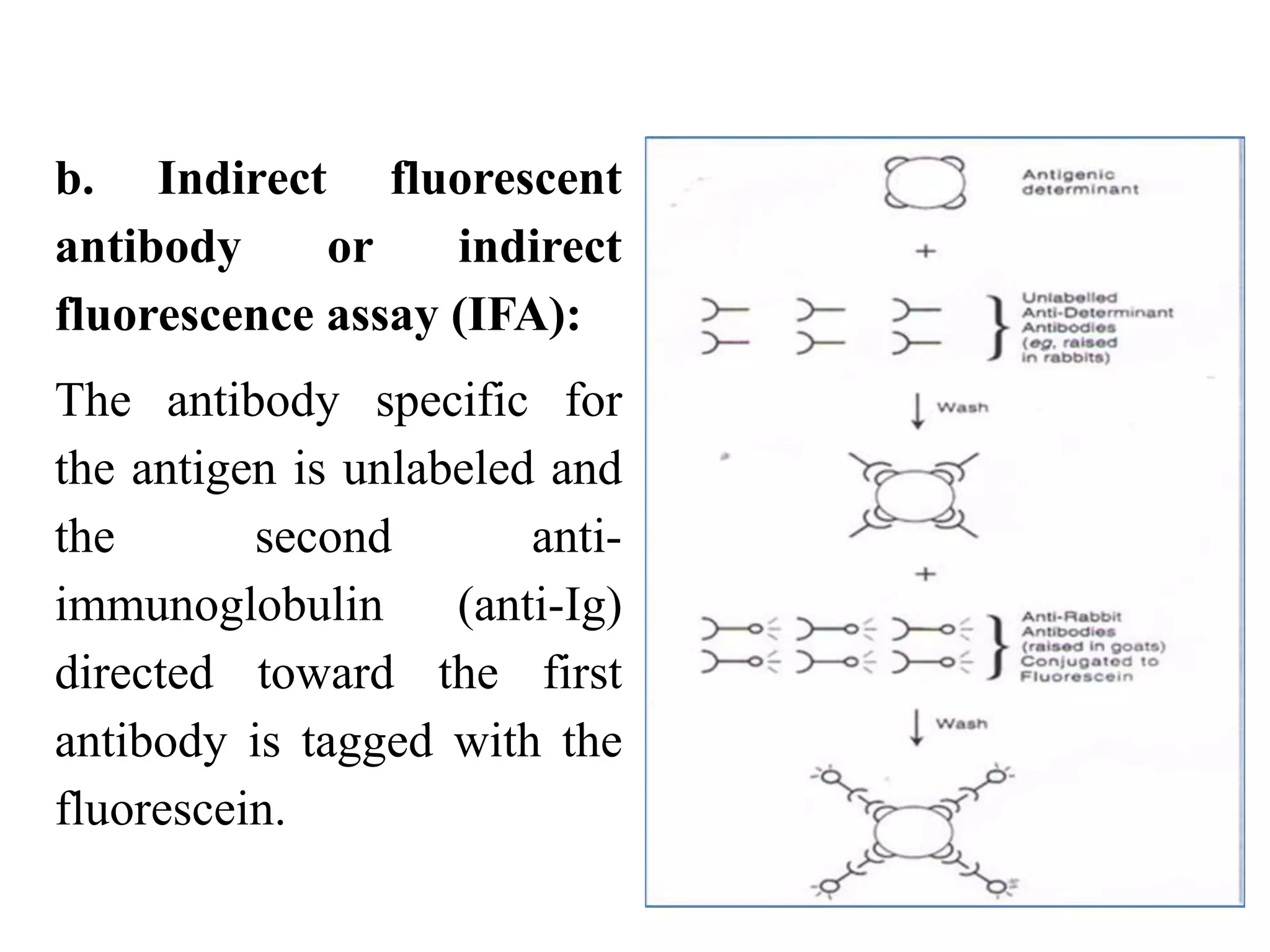 Radio Immuno Assay, Immuno Fluorescent Test, Lab 4.pptx