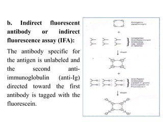 Radio Immuno Assay, Immuno Fluorescent Test, Lab 4.pptx