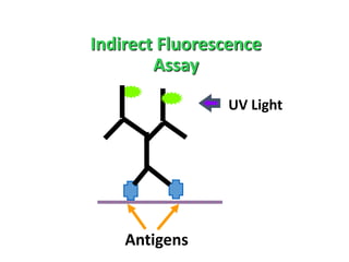 Radio Immuno Assay, Immuno Fluorescent Test, Lab 4.pptx