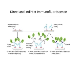 Radio Immuno Assay, Immuno Fluorescent Test, Lab 4.pptx
