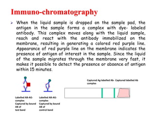 Radio Immuno Assay, Immuno Fluorescent Test, Lab 4.pptx
