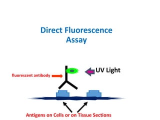 Radio Immuno Assay, Immuno Fluorescent Test, Lab 4.pptx