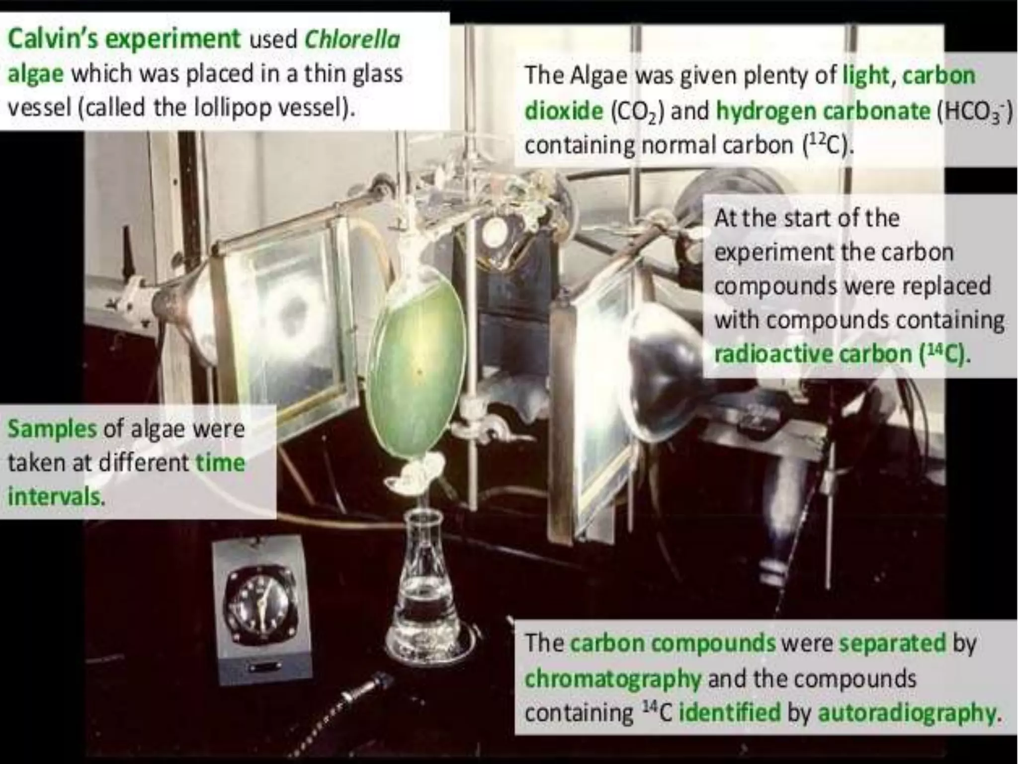 Radiolabeling technique | PPTX