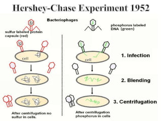 Radiolabeling technique | PPTX