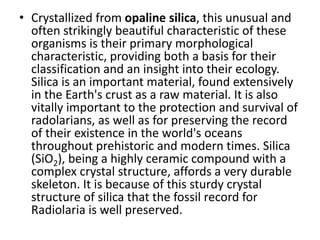 Morphotaxonmy, classification of Radiolaria | PPTX