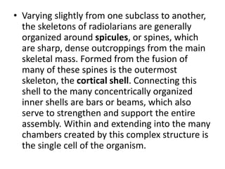 Morphotaxonmy, classification of Radiolaria | PPTX