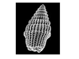 Morphotaxonmy, classification of Radiolaria | PPTX