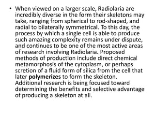 Morphotaxonmy, classification of Radiolaria | PPTX