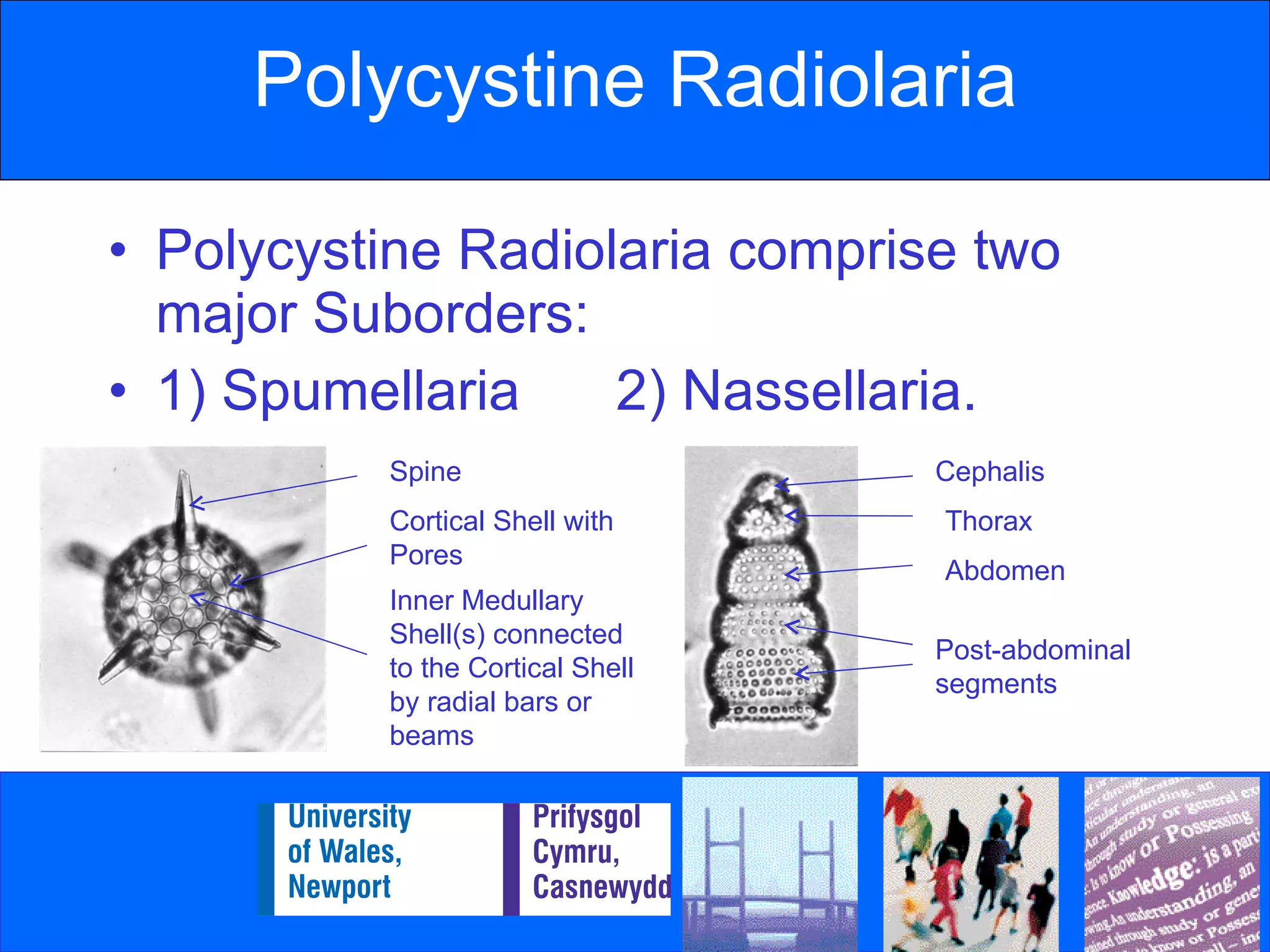 Radiolarian micropalaeontology: morphology and taxonomy | PPT