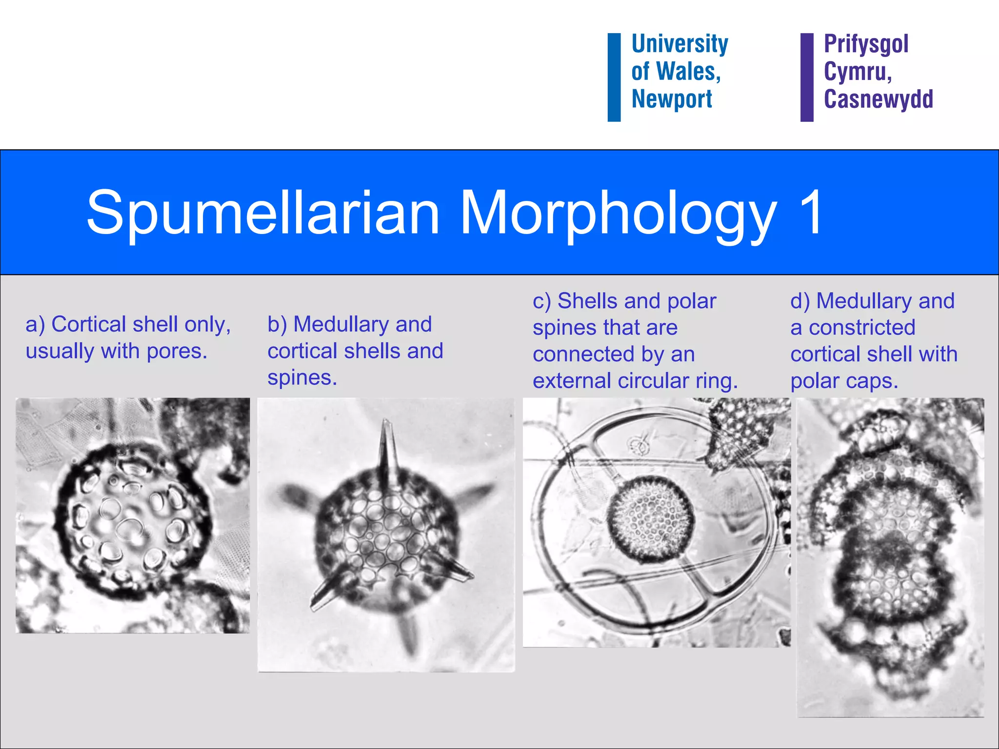 Radiolarian micropalaeontology: morphology and taxonomy | PPT