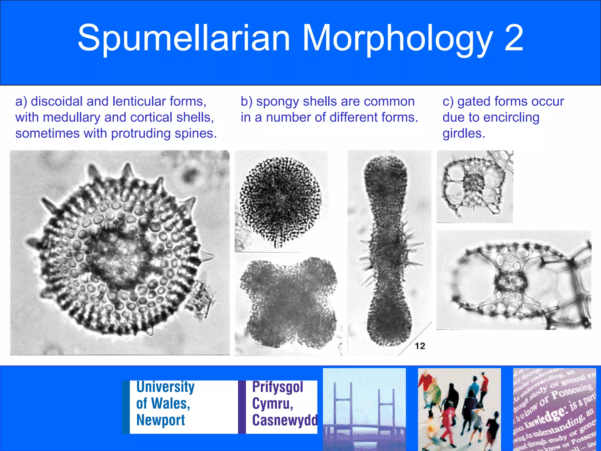 Radiolarian micropalaeontology: morphology and taxonomy | PPT