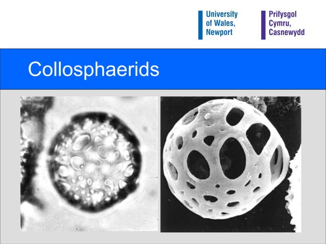 Radiolarian micropalaeontology: morphology and taxonomy | PPT | Geology ...