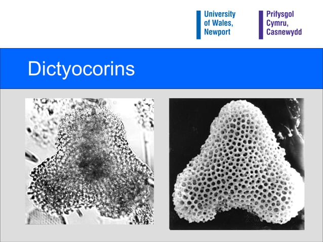 Radiolarian micropalaeontology: morphology and taxonomy | PPT | Geology ...