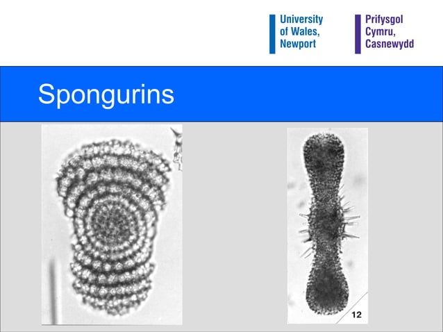 Radiolarian micropalaeontology: morphology and taxonomy | PPT | Geology ...
